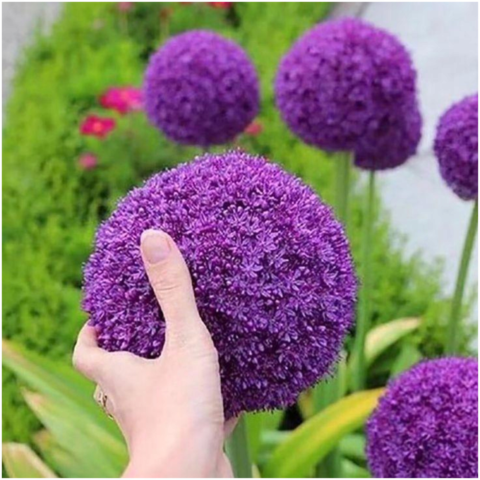 Czosnki | Jesienne | Cebulki kwiatowe