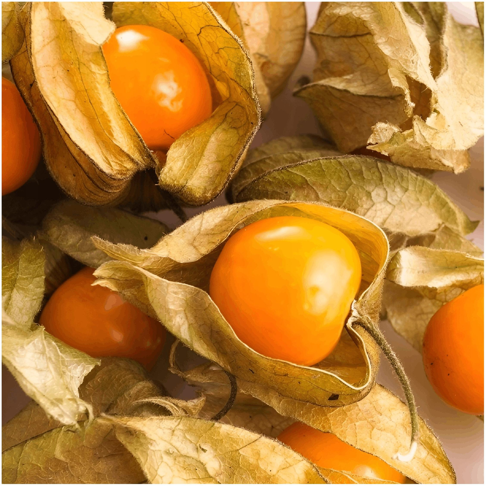 Rodzynek brazylijski | Warzywa | Nasiona