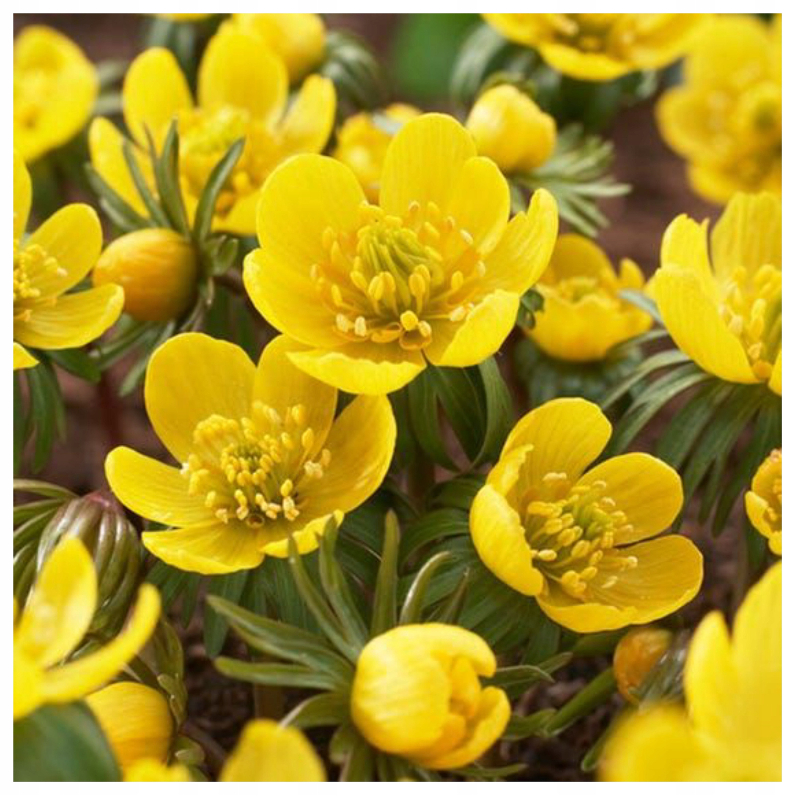 Rannik | Jesienne | Cebulki kwiatowe